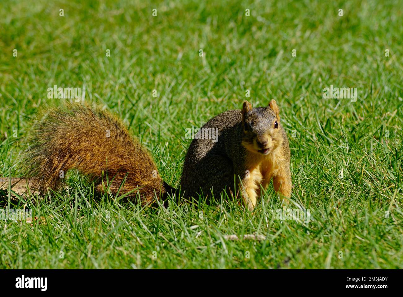 squirrel in sun Stock Photo - Alamy