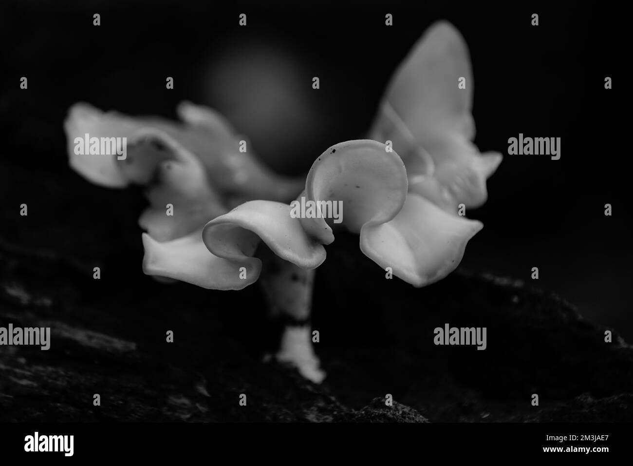 Ruffle Shape Mushroom