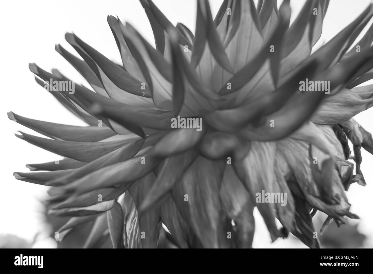 Monochrome flower hi-res stock photography and images - Alamy