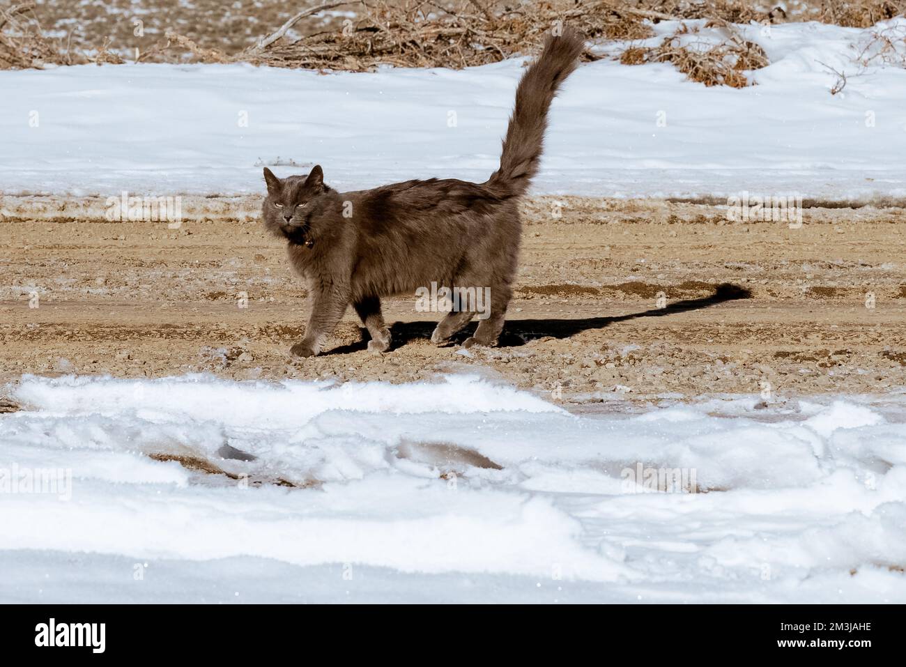 Adorable gray cat playing and walking in the snow on a blue clear sunny ...