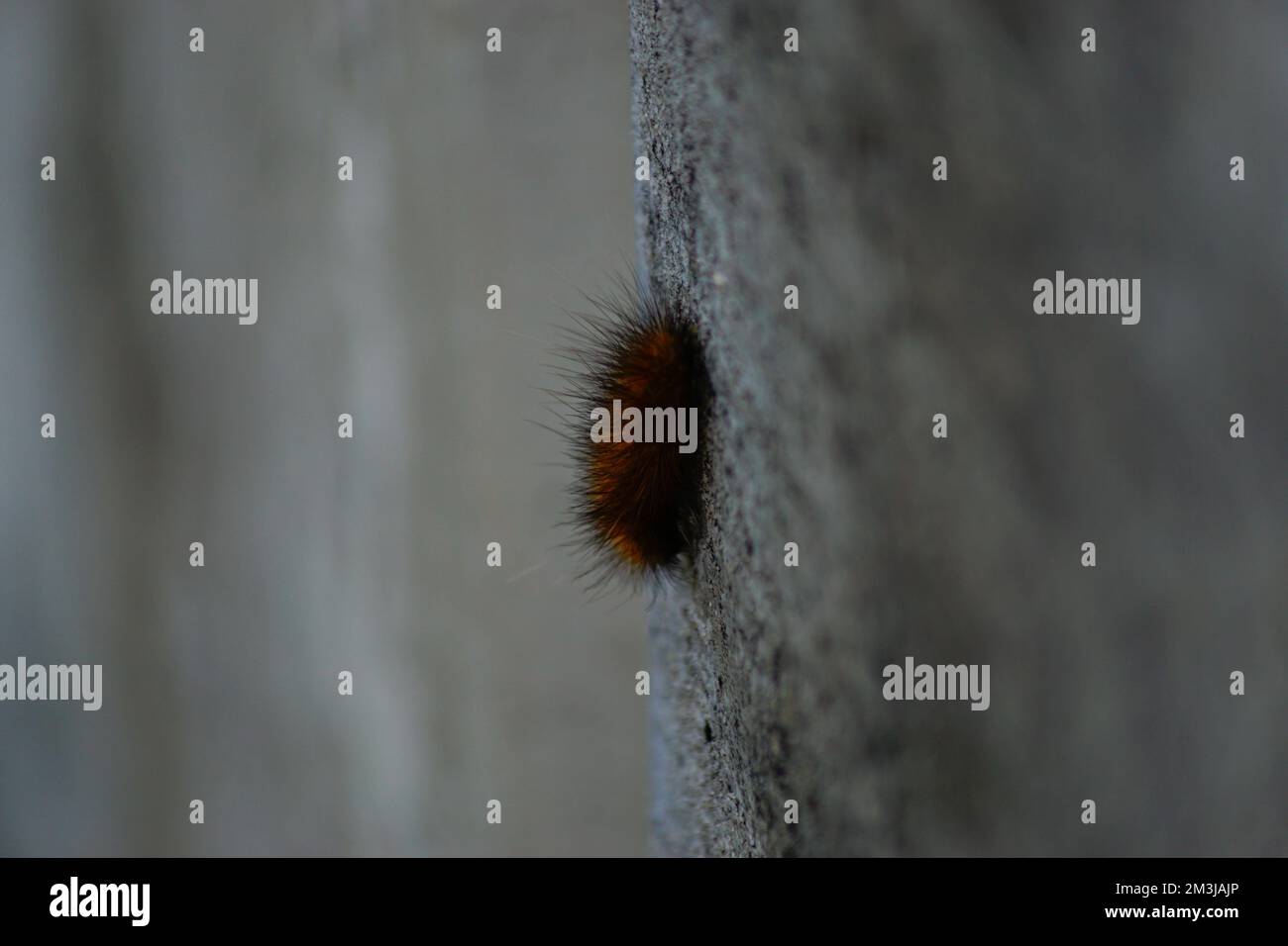 Caterpillar on rock hi-res stock photography and images - Alamy