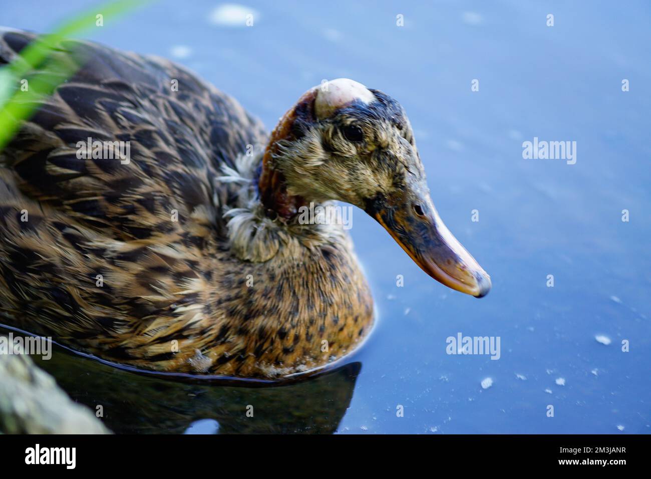 Exposed duck hi-res stock photography and images - Alamy
