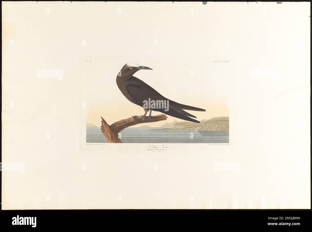 Noddy tern : Sterna stolida, L. Male adult. c.1 v.3 plate 275 , Birds ...