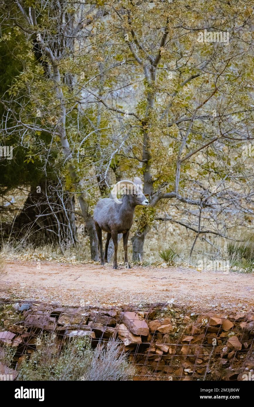 Super telephoto image of bighorn sheep grazing, walking, staring in ...