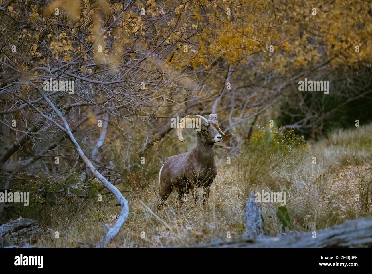 Super telephoto image of bighorn sheep grazing, walking, staring in ...