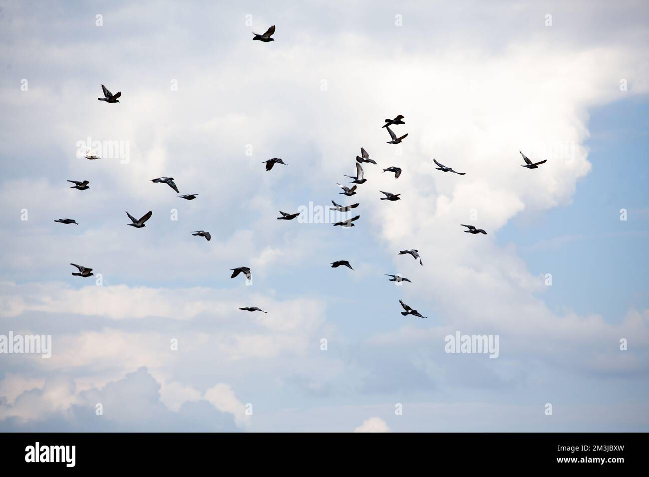 A flock of flying doves in the sky. A photo Stock Photo - Alamy