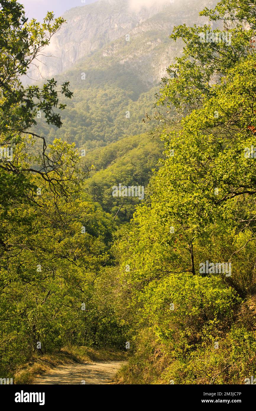 Monterrey forest hi-res stock photography and images - Alamy Monterrey forest hi-res stock photography and images - Alamy