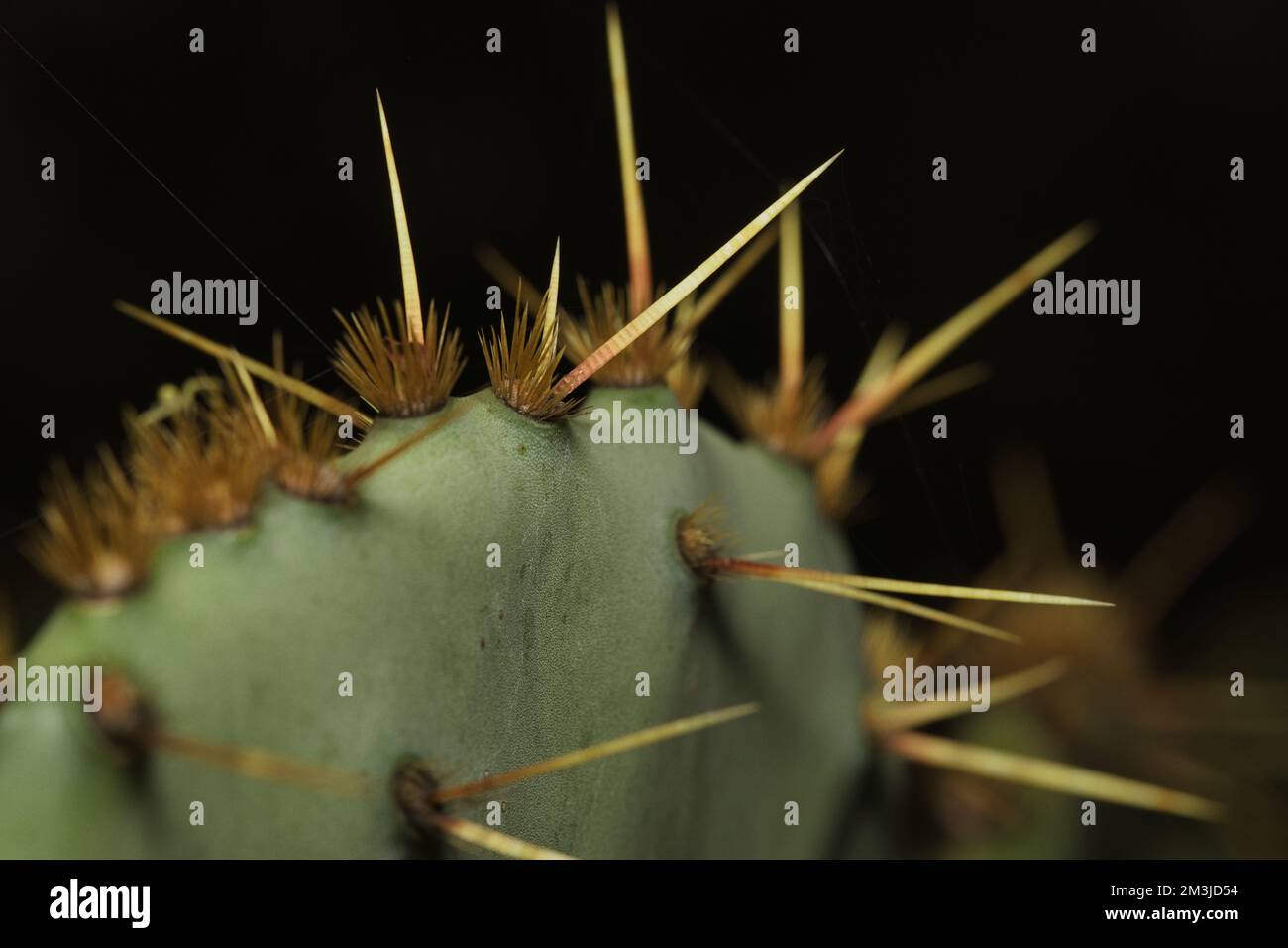 Cactus in the dark Stock Photo - Alamy