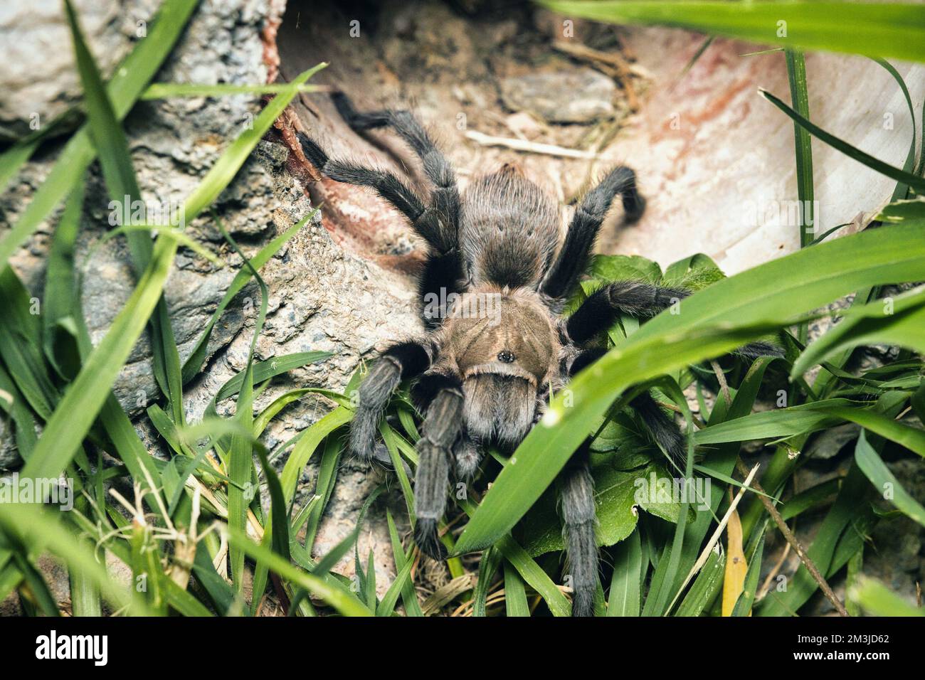 Faune nature photos hi-res stock photography and images - Alamy