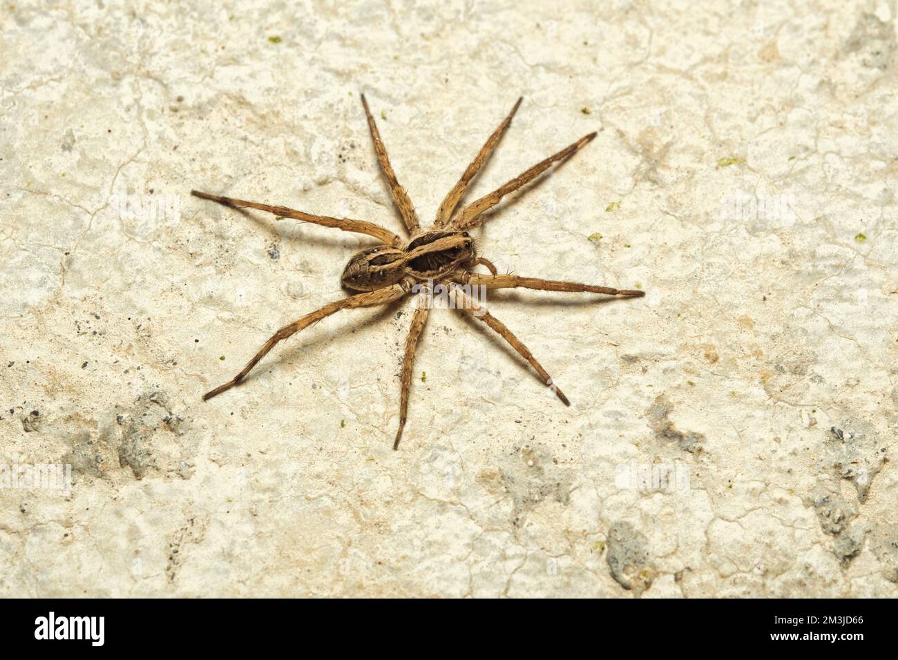 Faune nature photos hi-res stock photography and images - Alamy