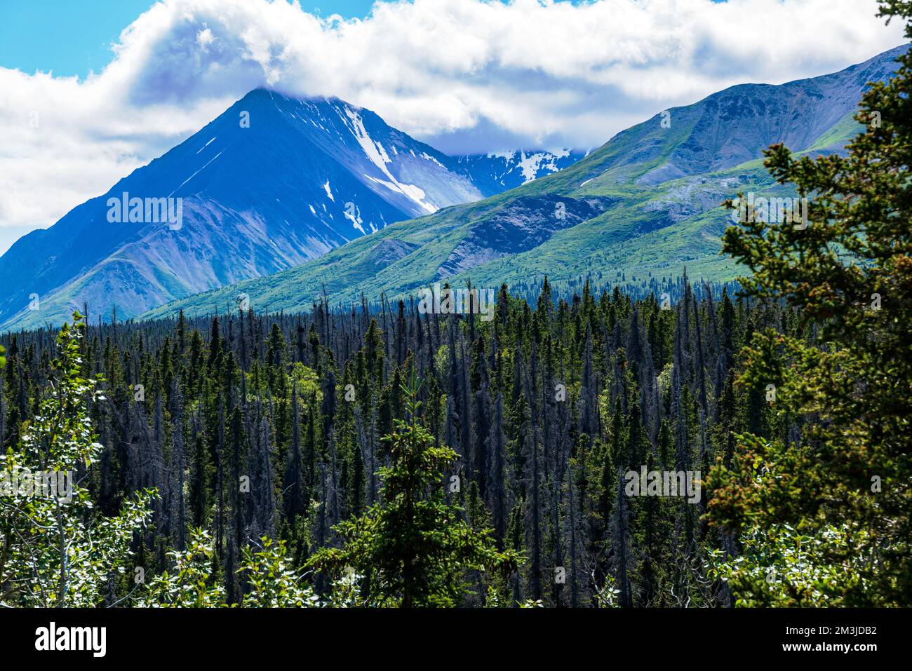 Spruce Beetle Trail Recreation Area; Kluane National Park & Preserve ...
