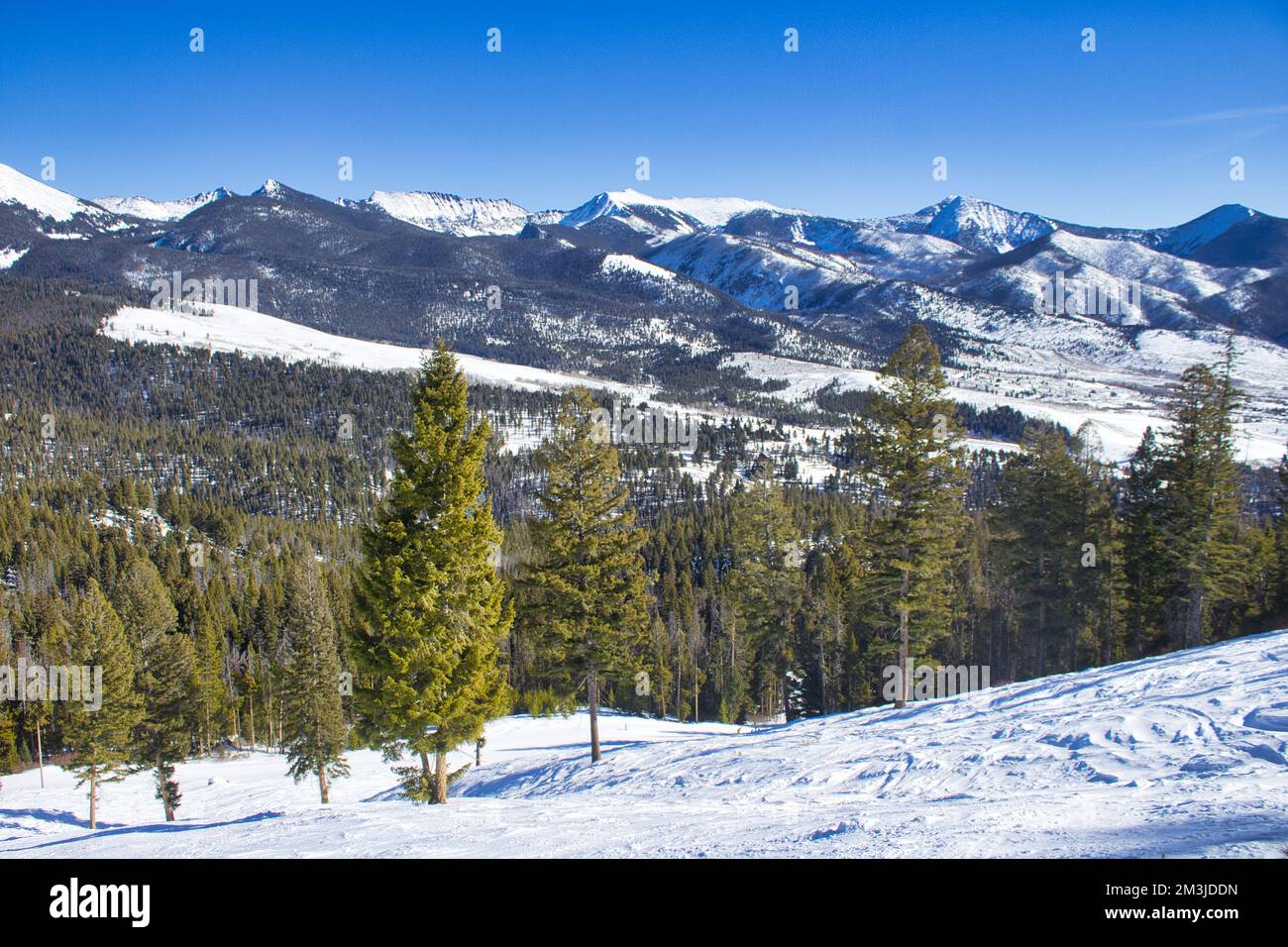 A Stand of Trees on a Skied Out Run at Maverick Mountain Ski Area in ...