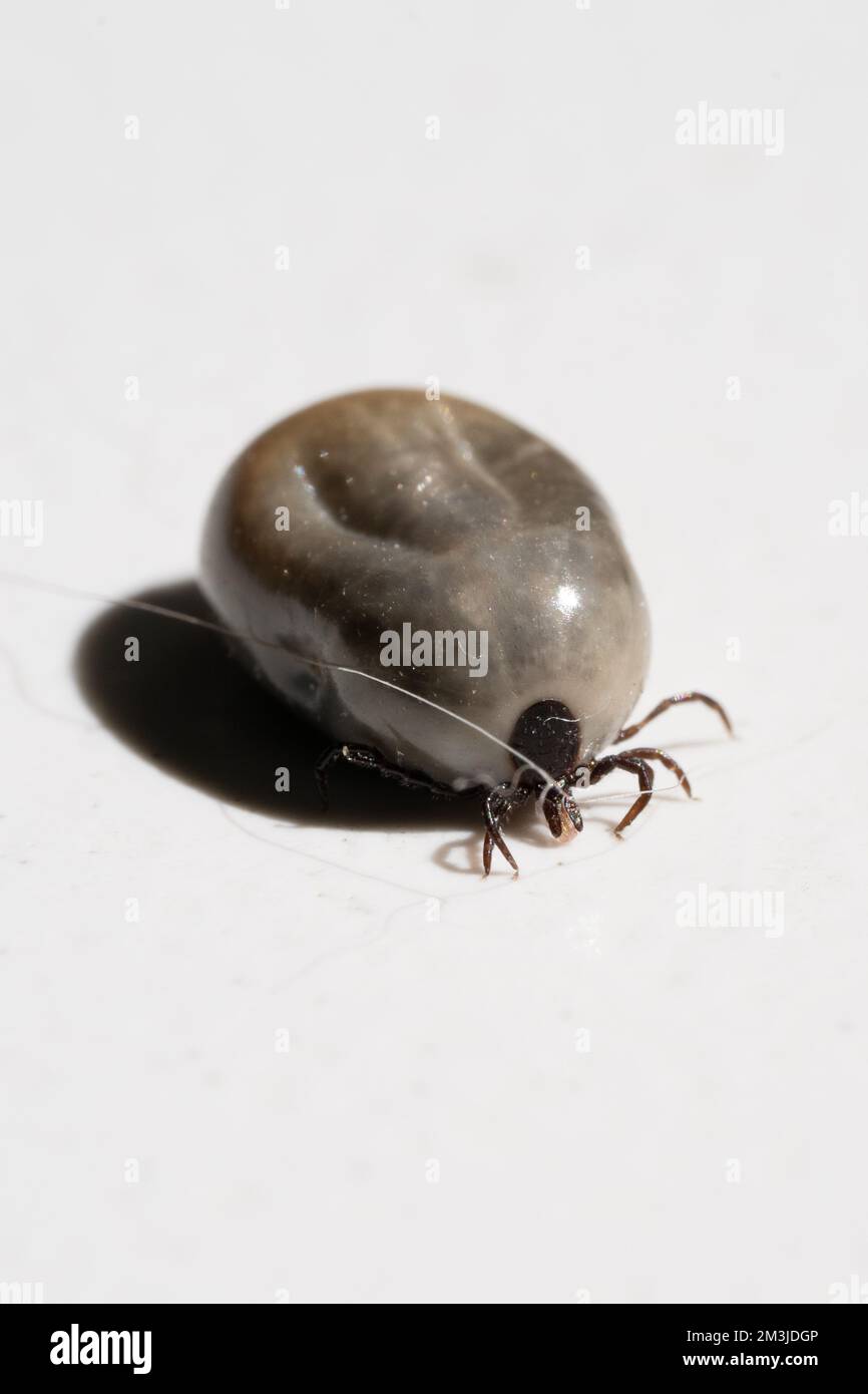 Swollen mite from blood, a dangerous parasite and carrier of infection ...