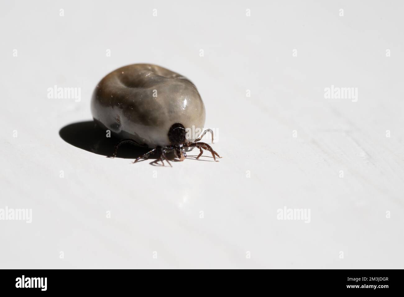Tick (Ixodes ricinus) filled with blood isolated on white background ...