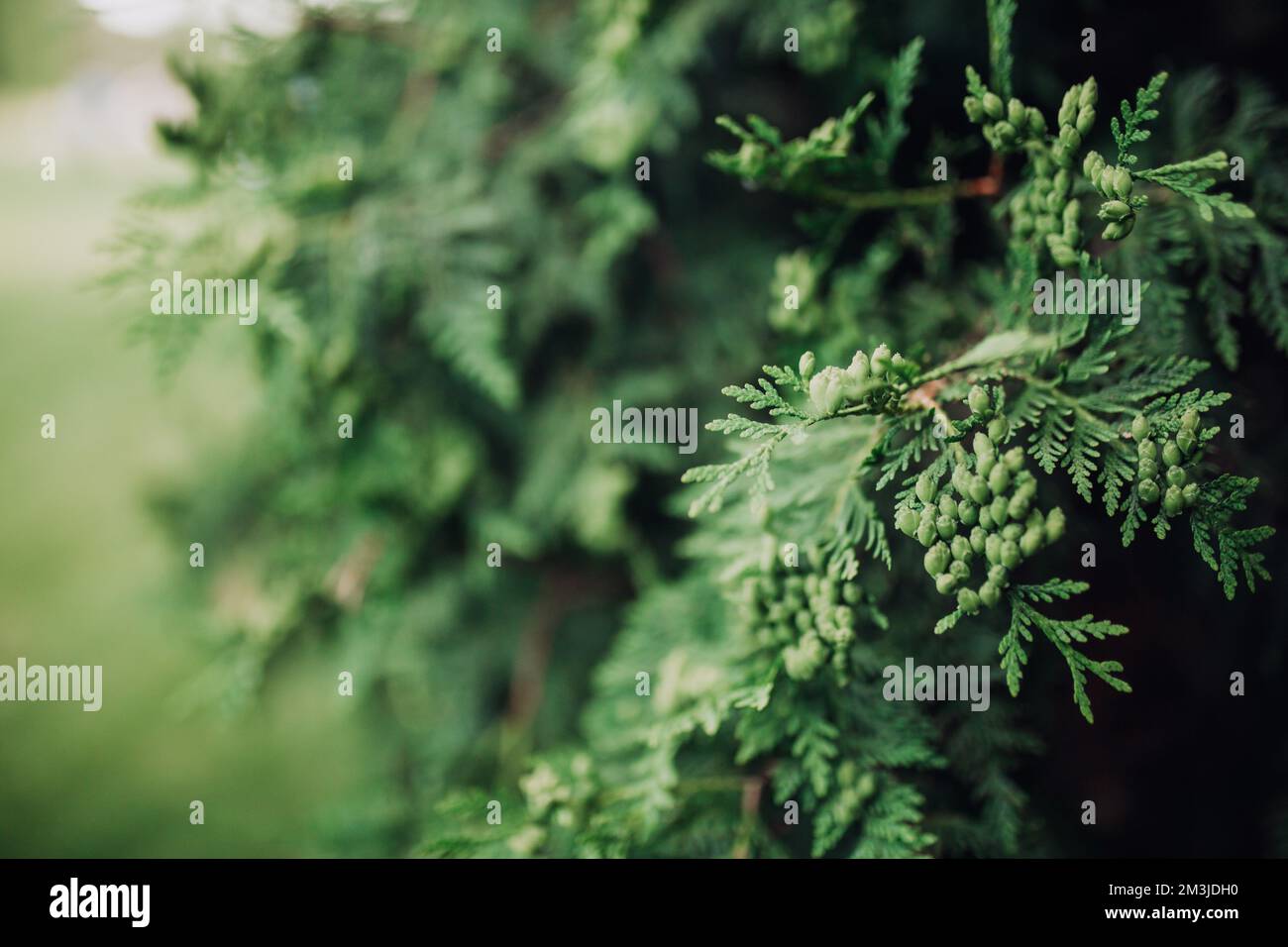 Close up of green cedar tree Stock Photo - Alamy