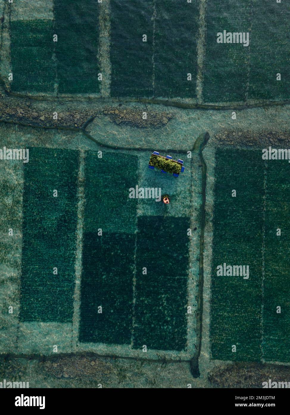 Aerial view of worker at seaweed plantation Stock Photo - Alamy