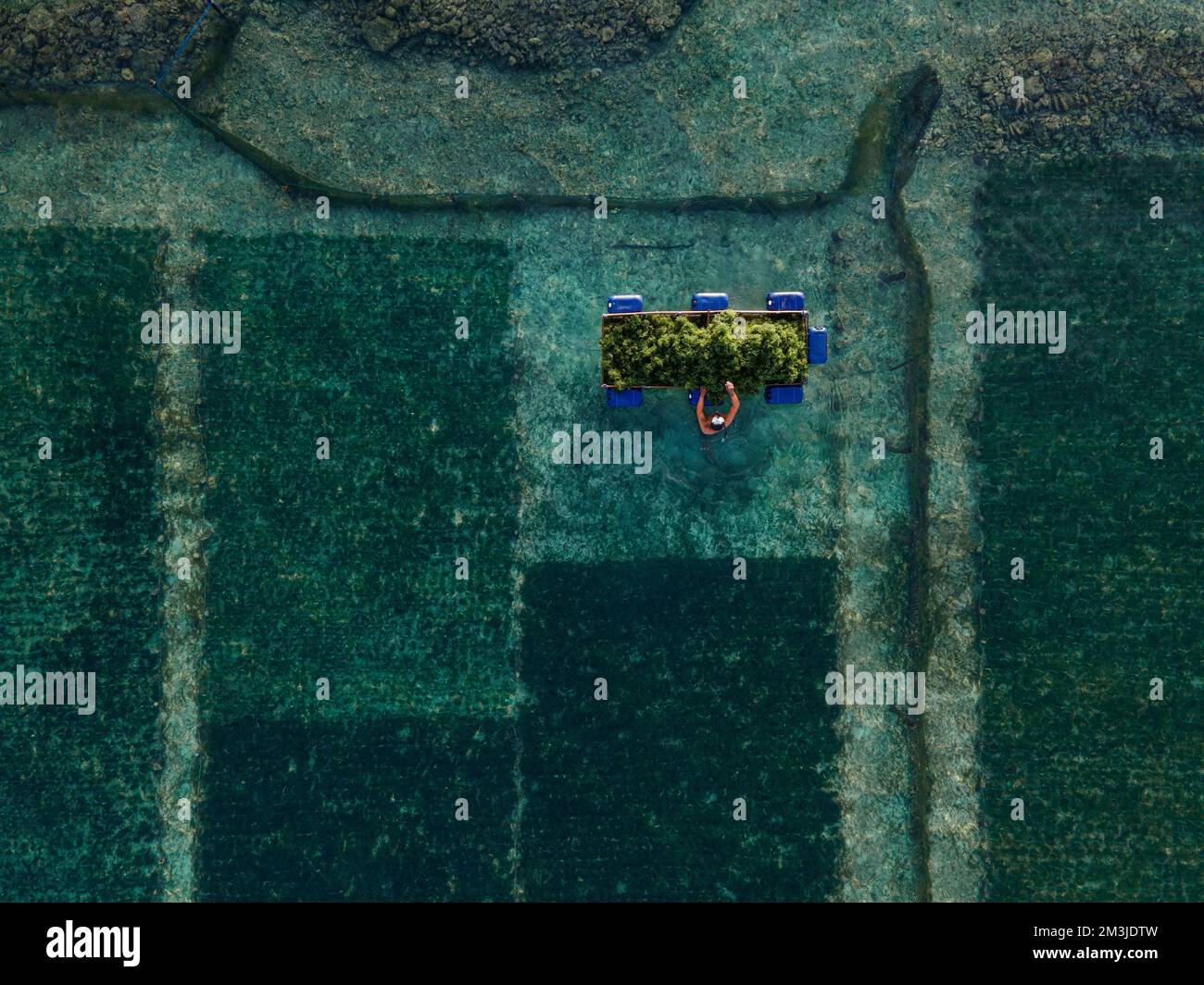 Aerial view of worker at seaweed plantation Stock Photo - Alamy