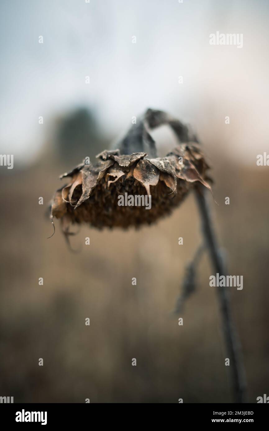 Single dead sunflower against gloomy skies Stock Photo - Alamy