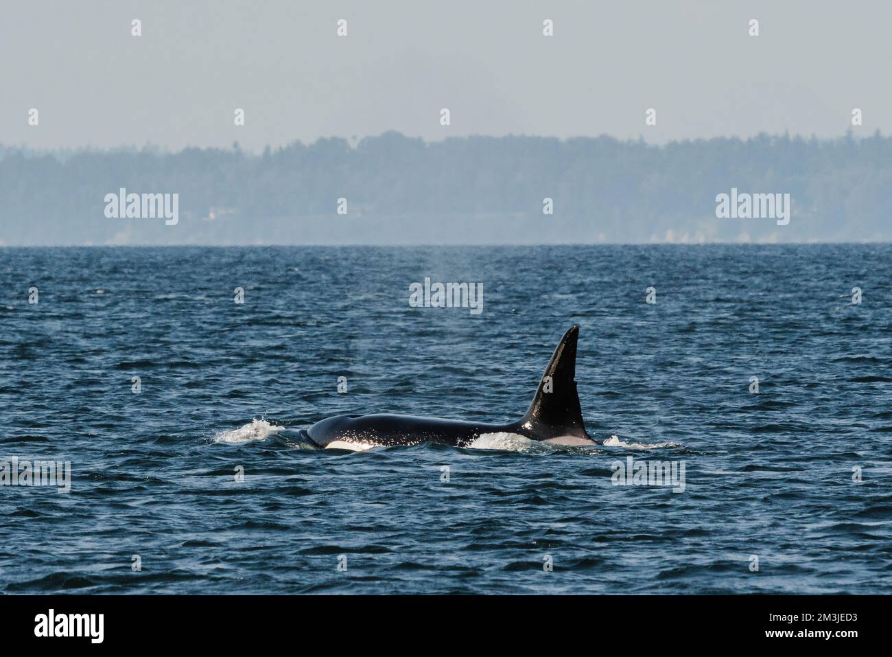 Side view of transient killer whale T037A2, Inky, in the Salish Sea ...