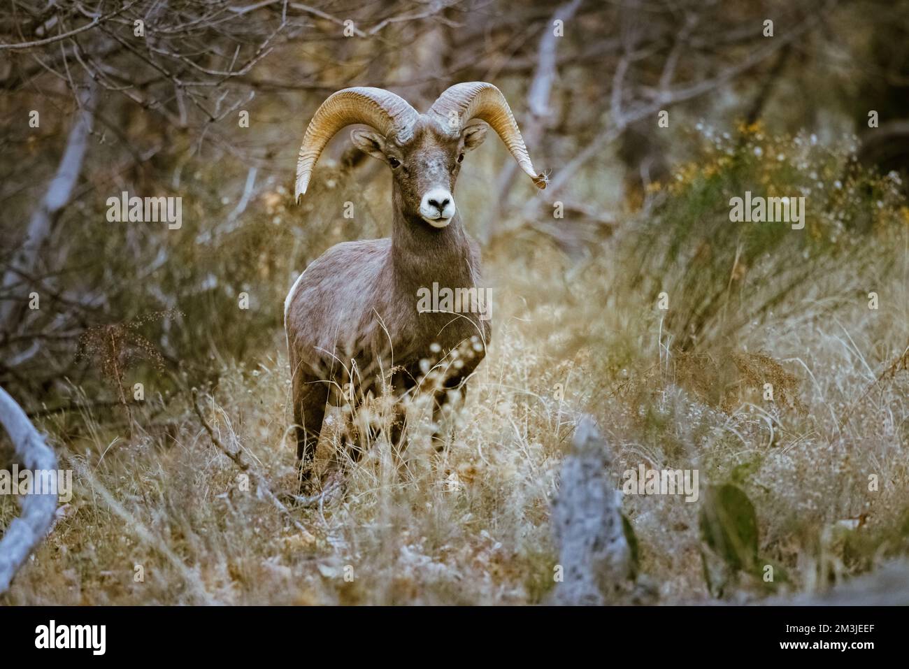 Super telephoto image of bighorn sheep grazing, walking, staring in ...
