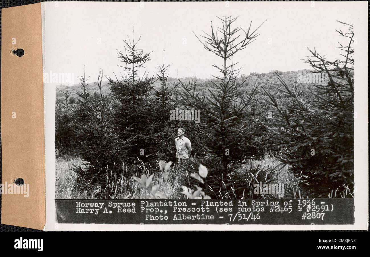Norway spruce plantation, planted in spring of 1936, Harry A. Reed ...