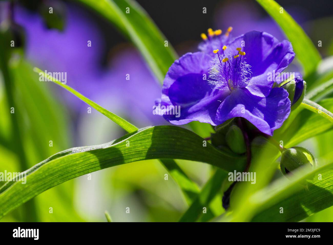 Everybody likes hi-res stock photography and images - Alamy