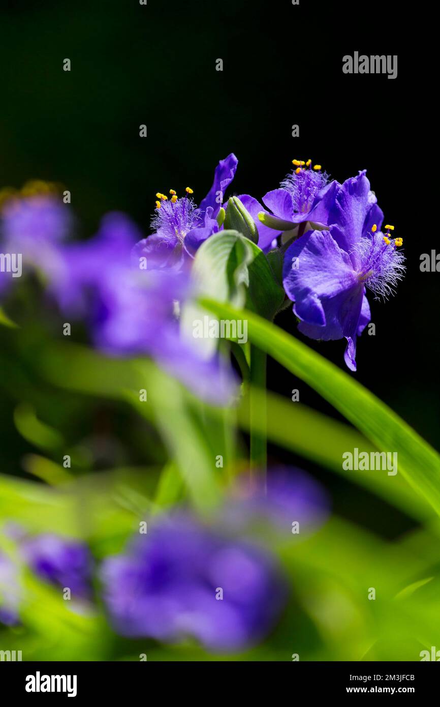Everybody likes hi-res stock photography and images - Alamy