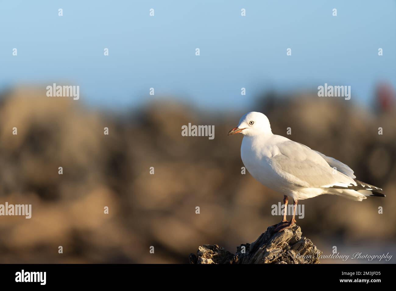 Seagull on driftwood and bokeh background at Whanganui Castlecliff ...