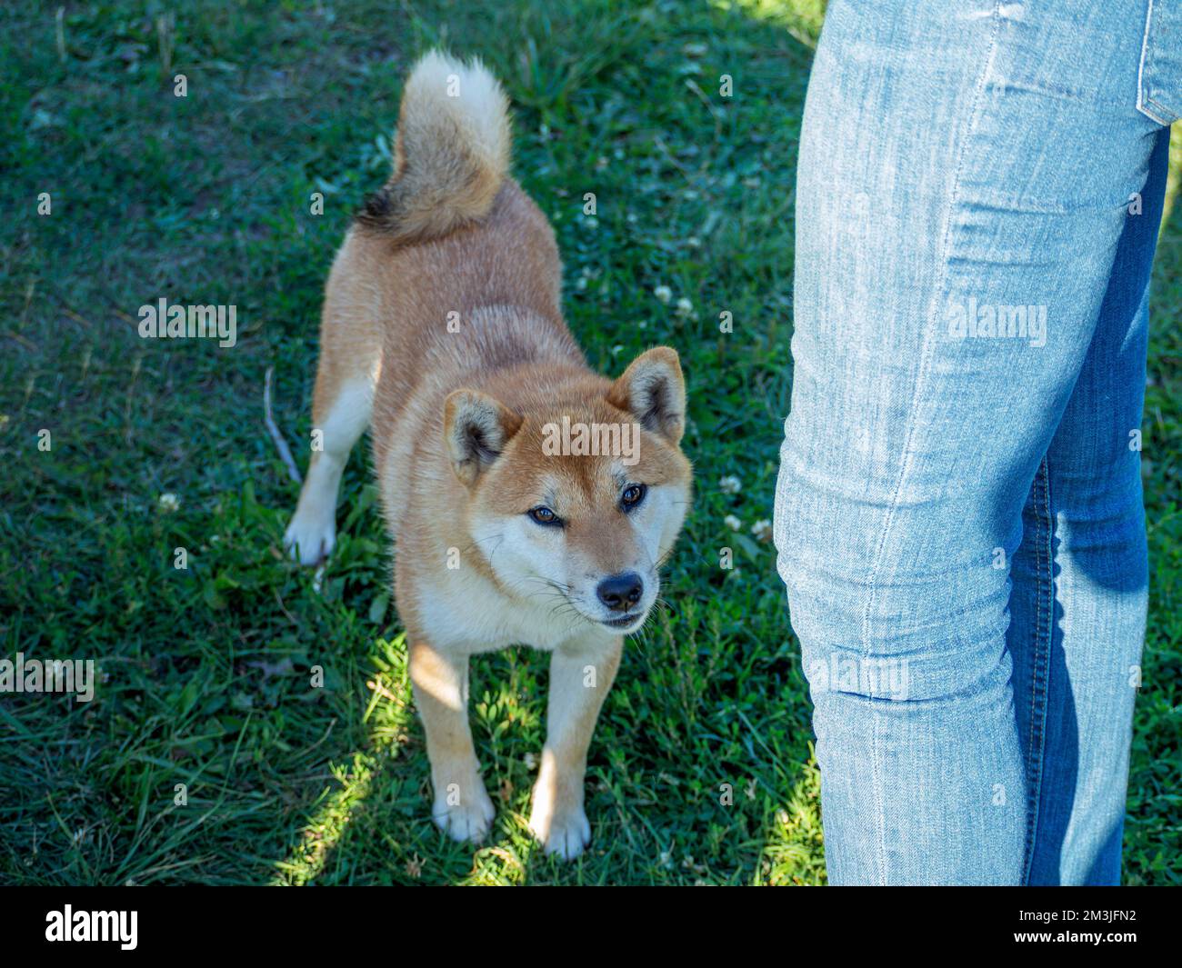 Shiba Inu plays on the dog playground in the park. Cute dog of shiba ...