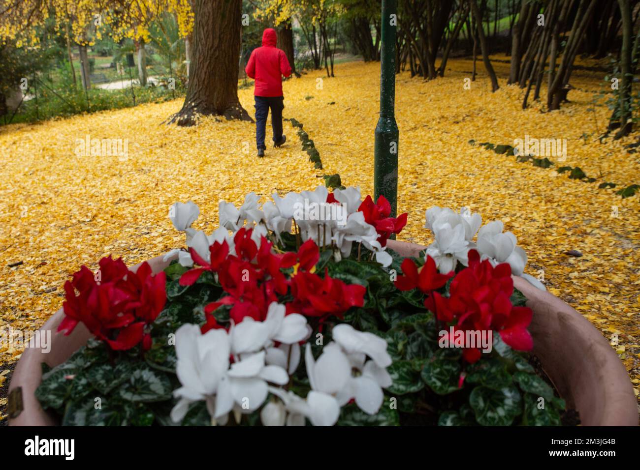 Rome, Italy. 15th Dec, 2022. A pot of cyclamen near the yellow carpet ...