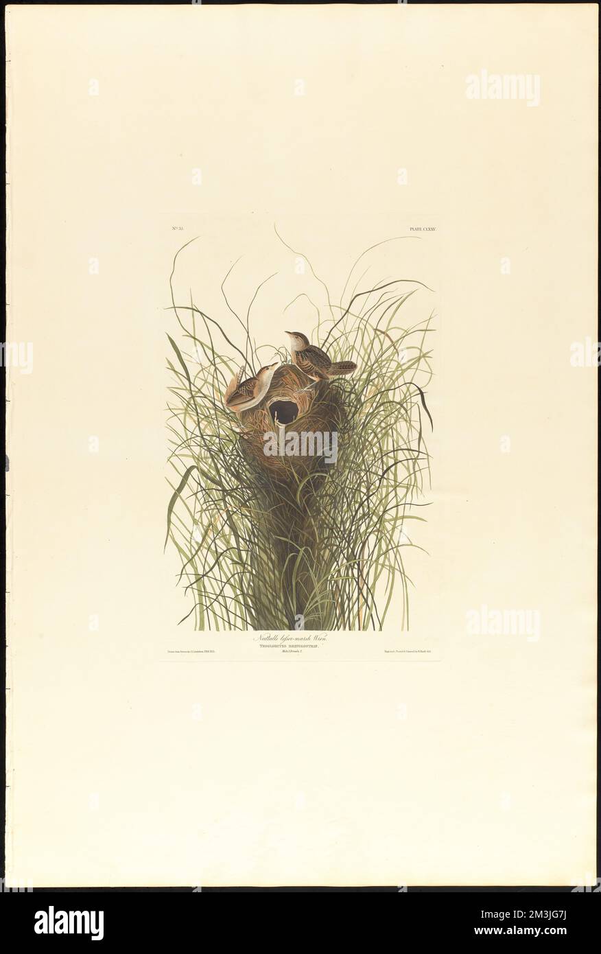 Nutalls lesser-marsh wren : Troglodites brevirostris. Male, 1. Female ...