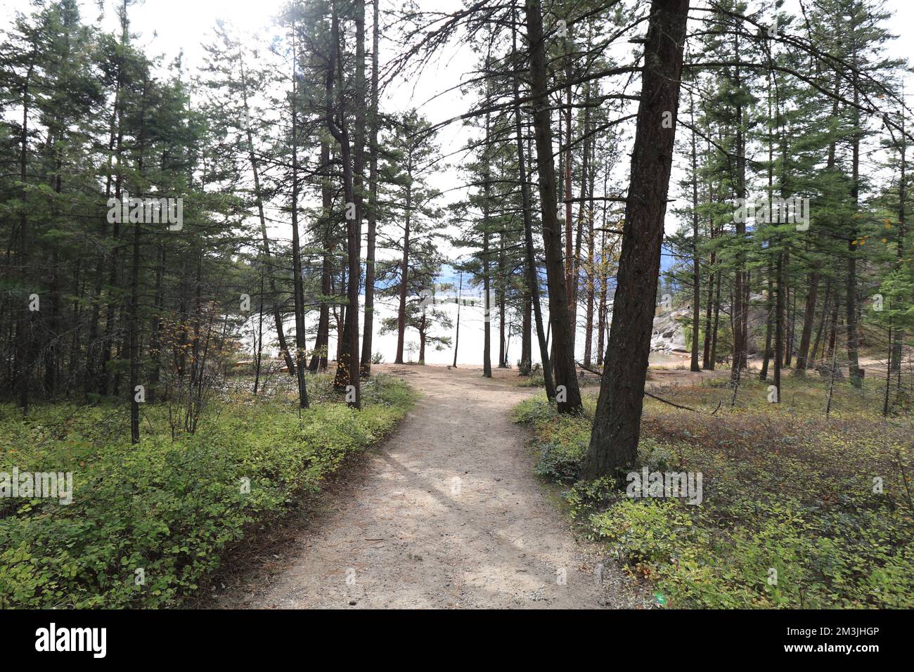 A dusty path in the forest leading to the seascape, trees and grass ...