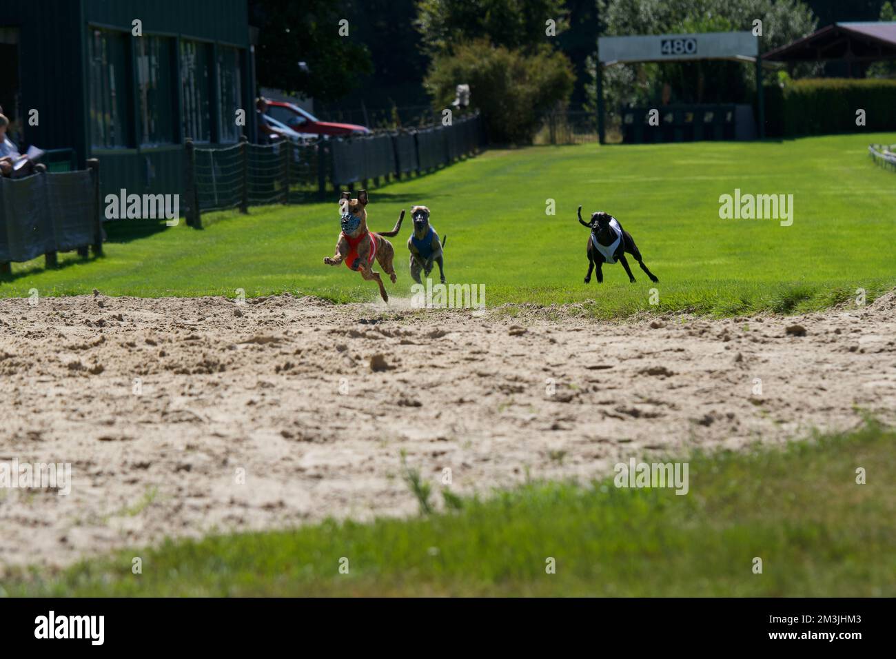 3 whippet dogs arriving at full speed in the last straight of their ...
