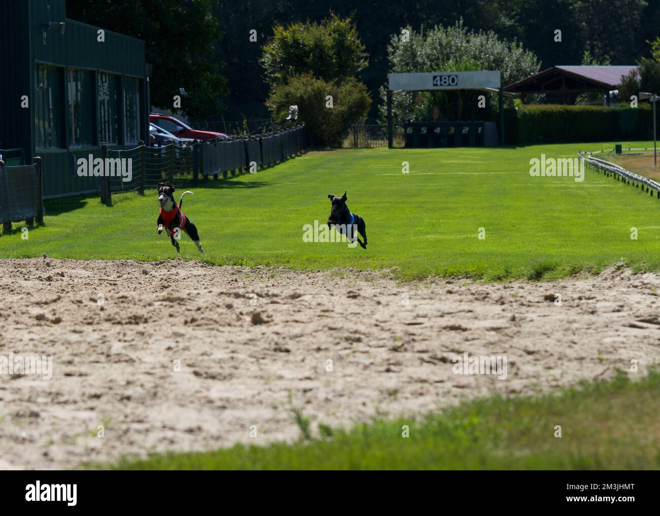Two whippet dogs arriving at full speed in the last straight of their ...