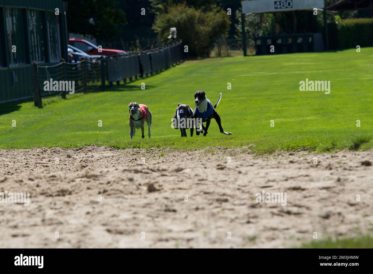 3 whippet dogs arriving at full speed in the last straight of their ...