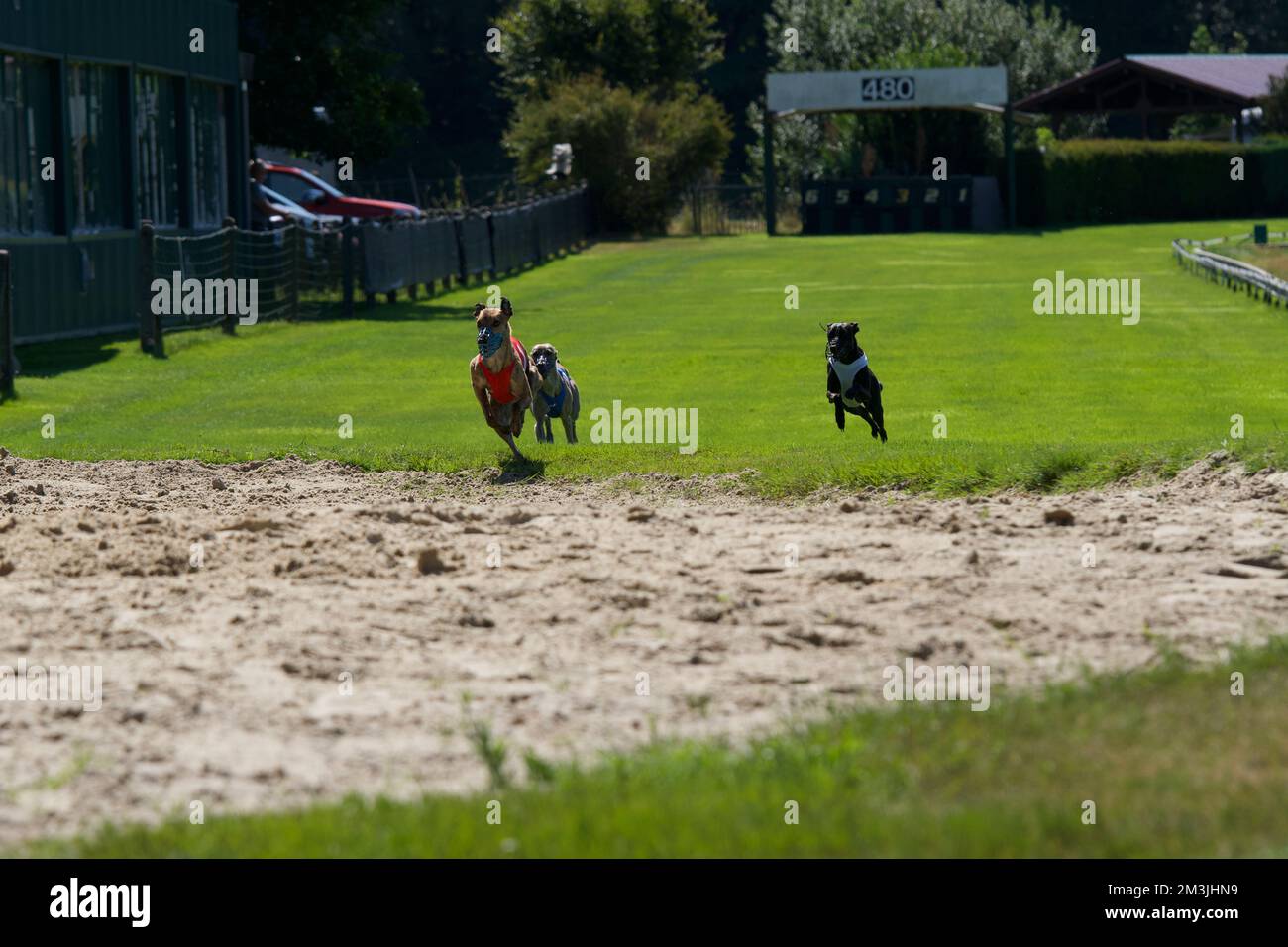 3 whippet dogs arriving at full speed in the last straight of their ...
