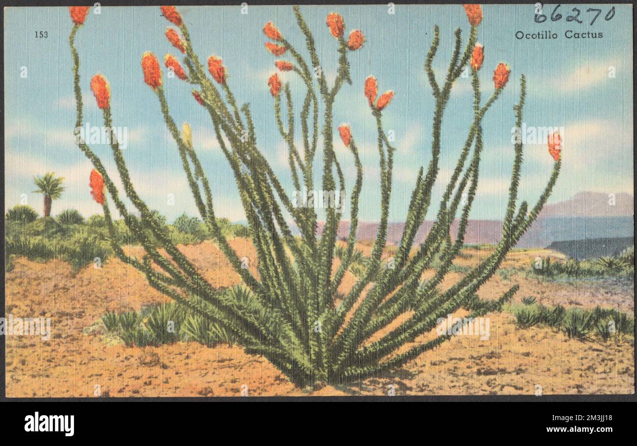Ocotillo cactus , Cactus, Tichnor Brothers Collection, postcards of the ...