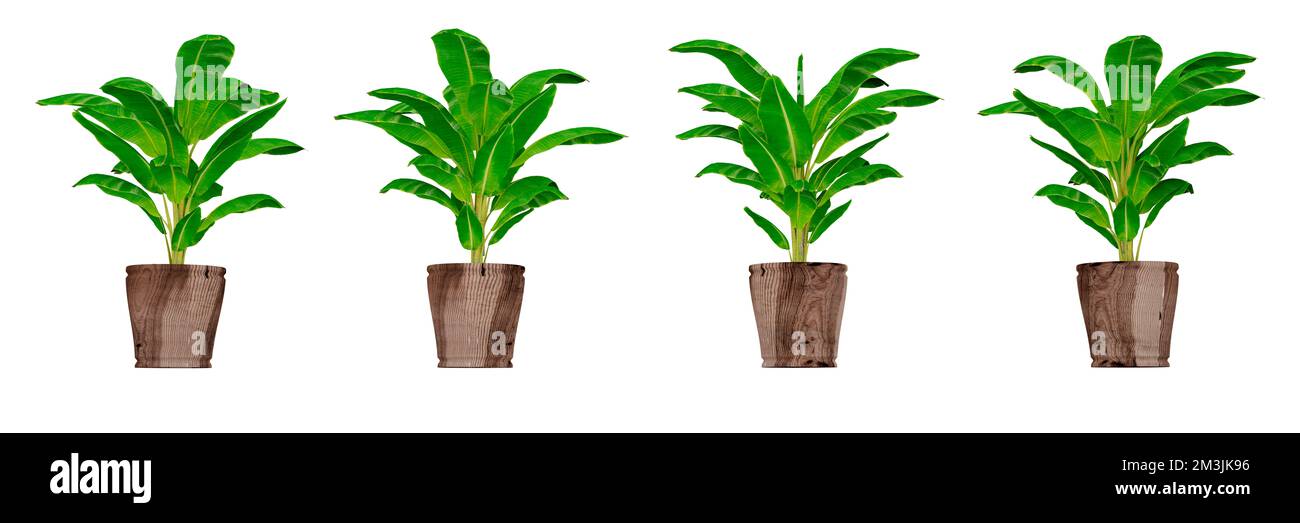 Realistic house plats set in pots on white background isolated Stock ...