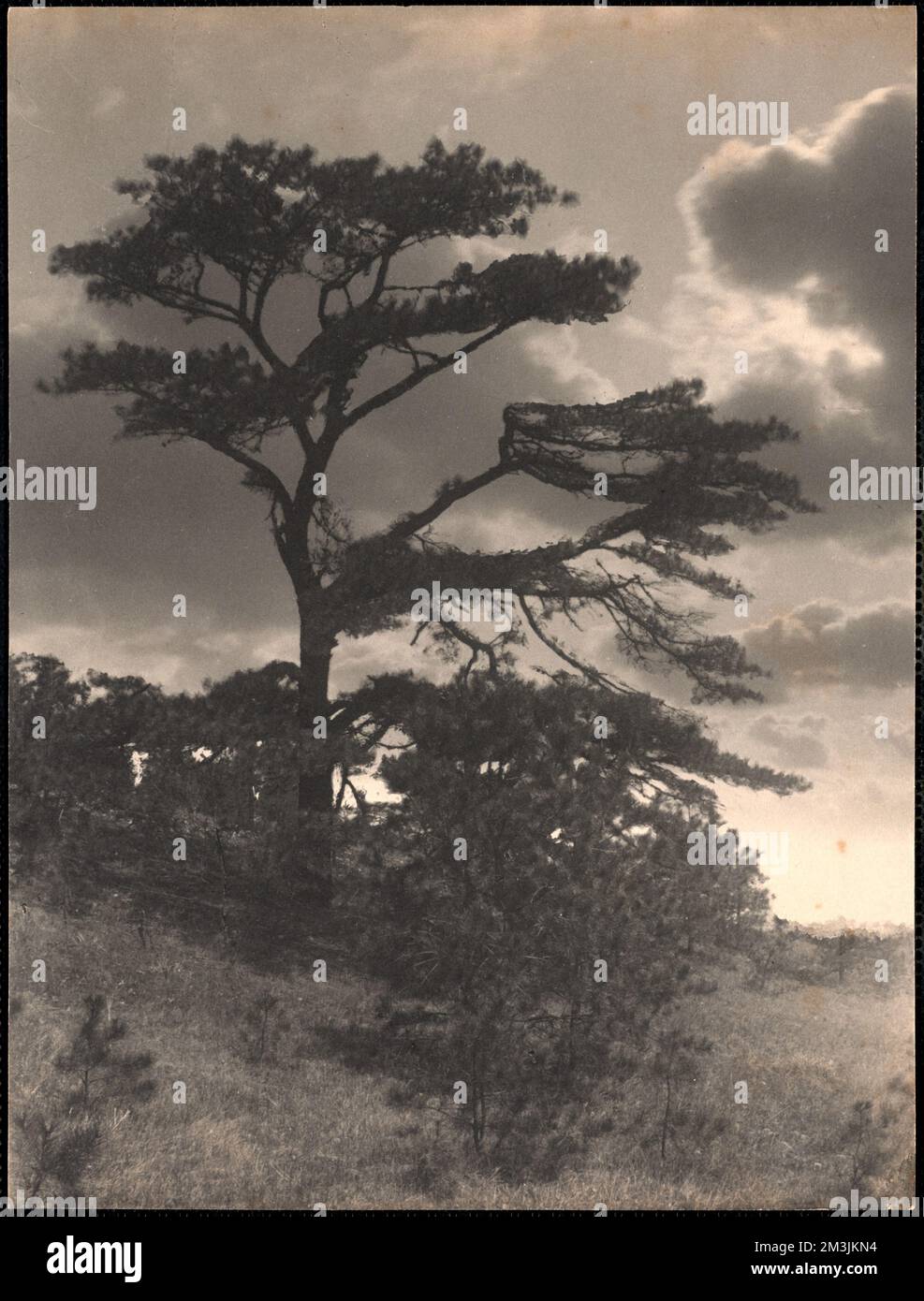 The pines library hi-res stock photography and images - Alamy