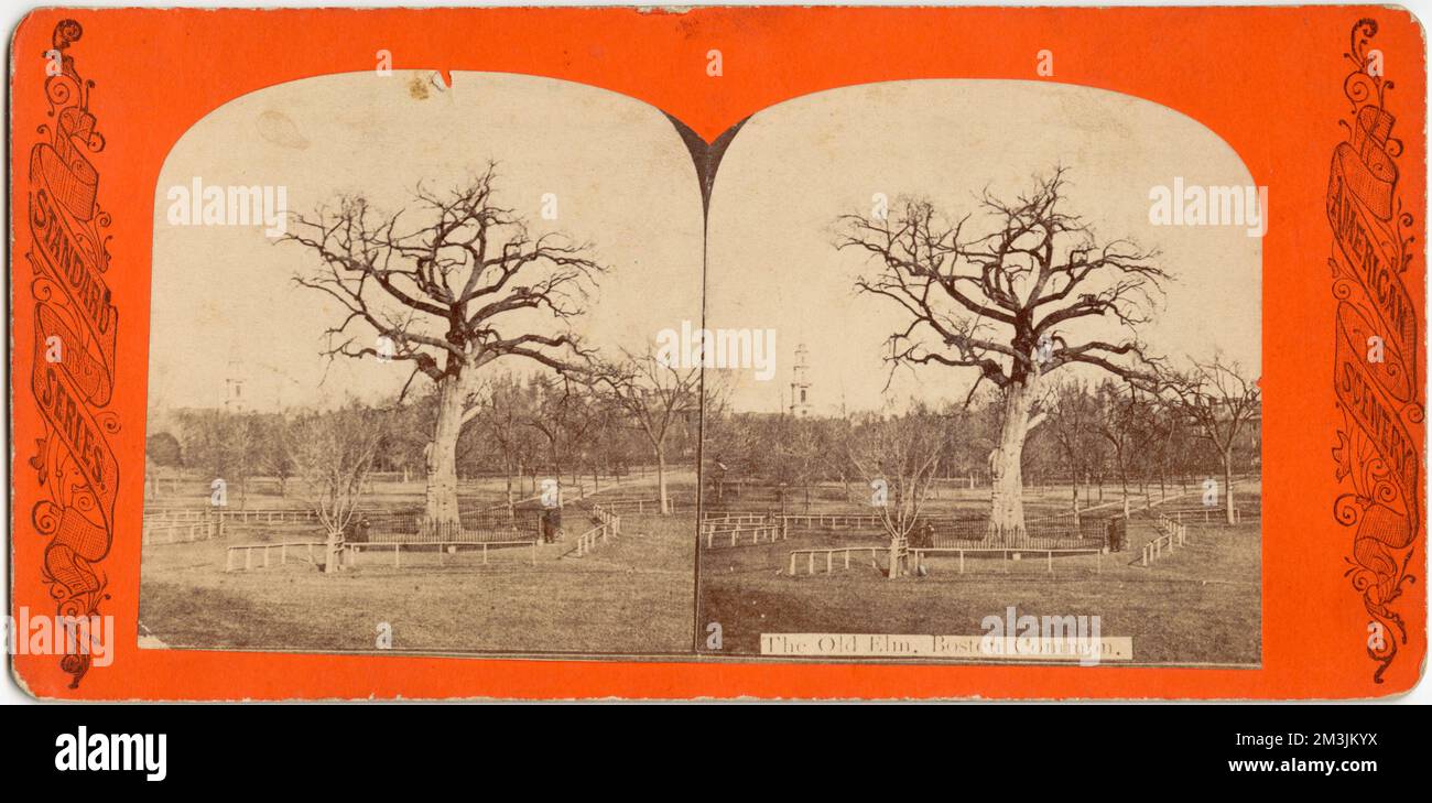 Old elm boston common hi-res stock photography and images - Alamy