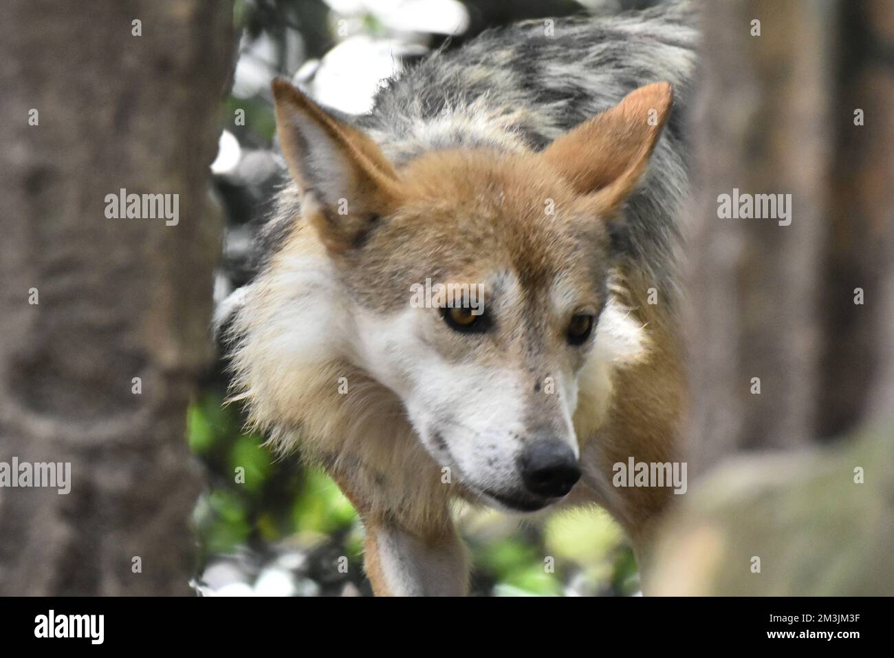 A Mexican Wolf species seen in its habitat during a species ...