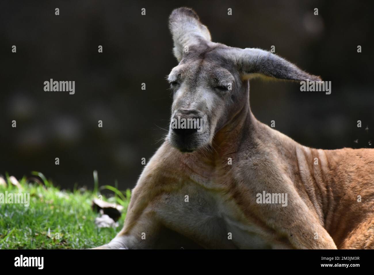 A kangaroo species seen in its habitat during a species conservation ...