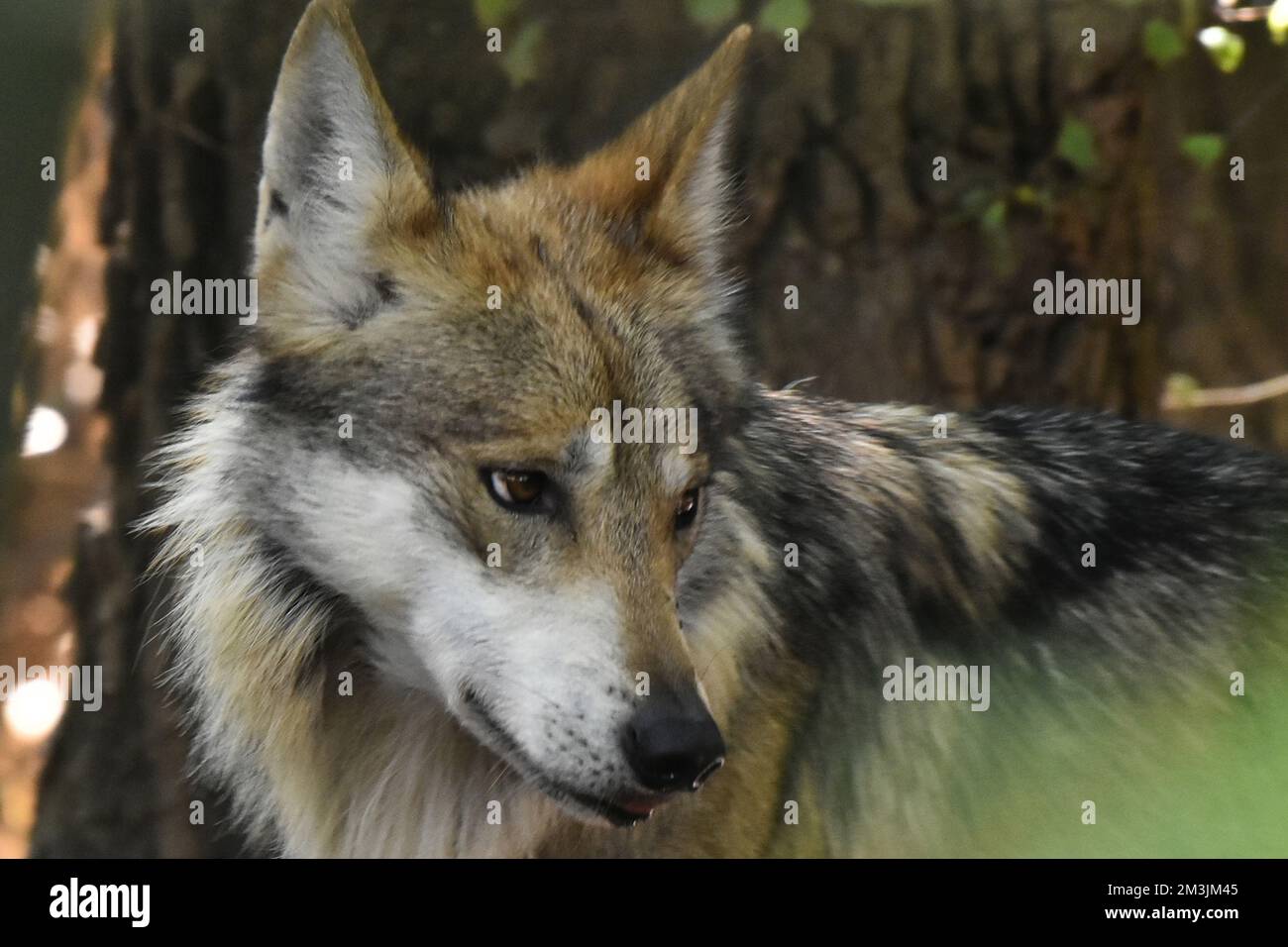 A Mexican Wolf species seen in its habitat during a species ...
