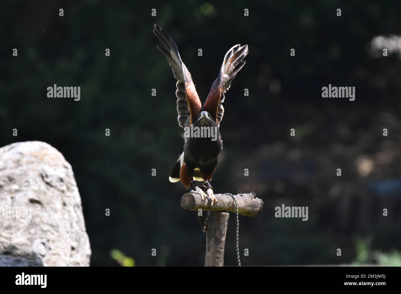 A Harris Eagle species seen in its habitat during a species ...