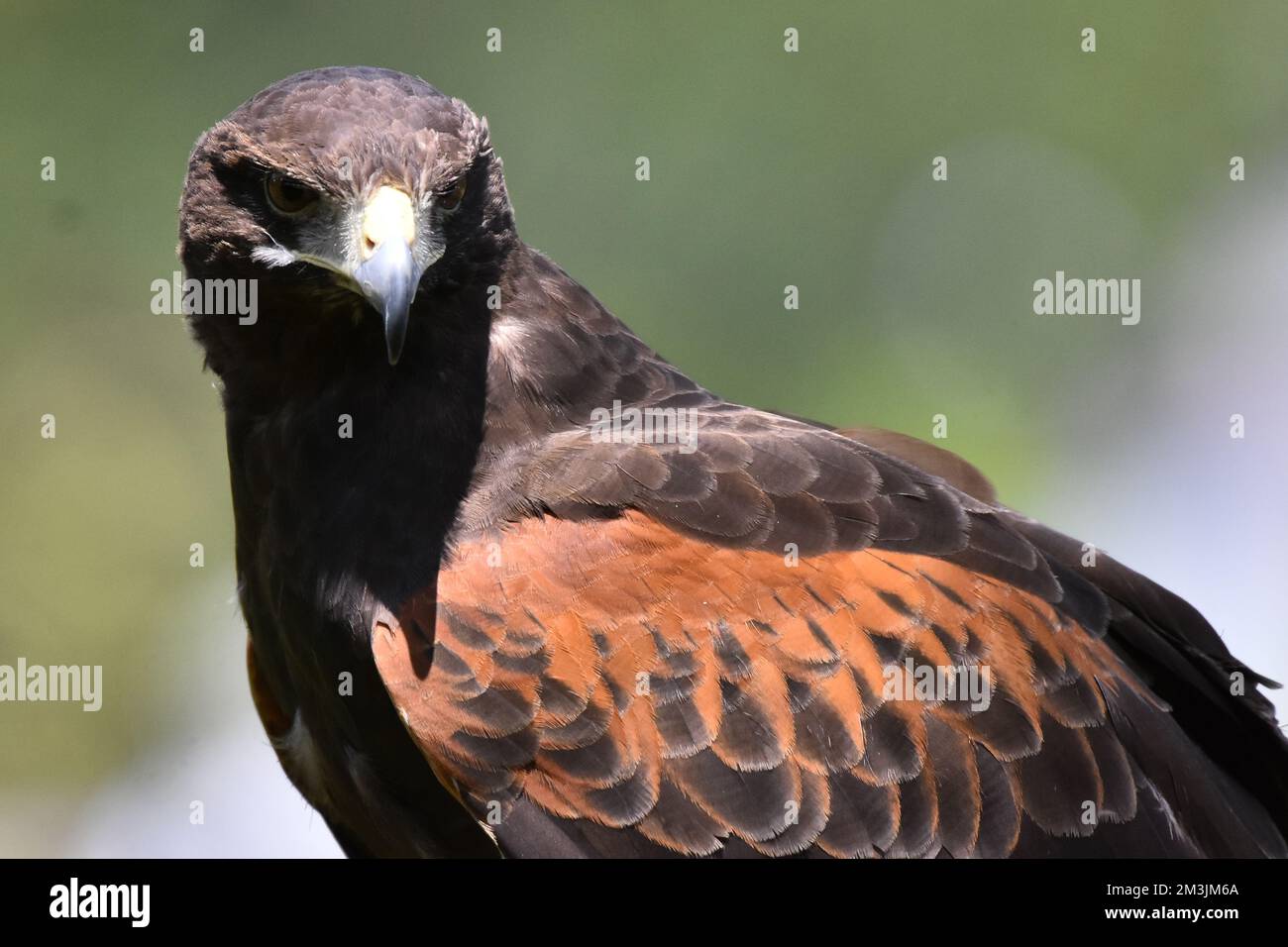 A Red Tail Hawk species seen in its habitat during a species ...