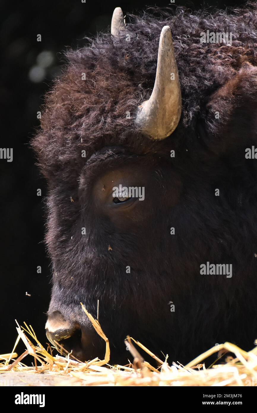 An American Bison species seen in its habitat during a species ...