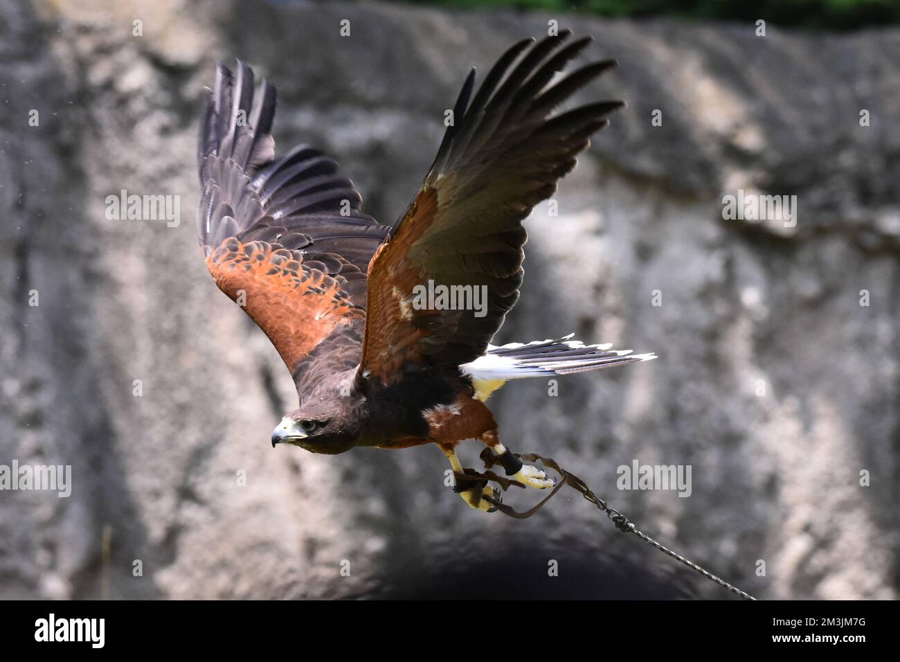 A Red Tail Hawk species seen in its habitat during a species ...