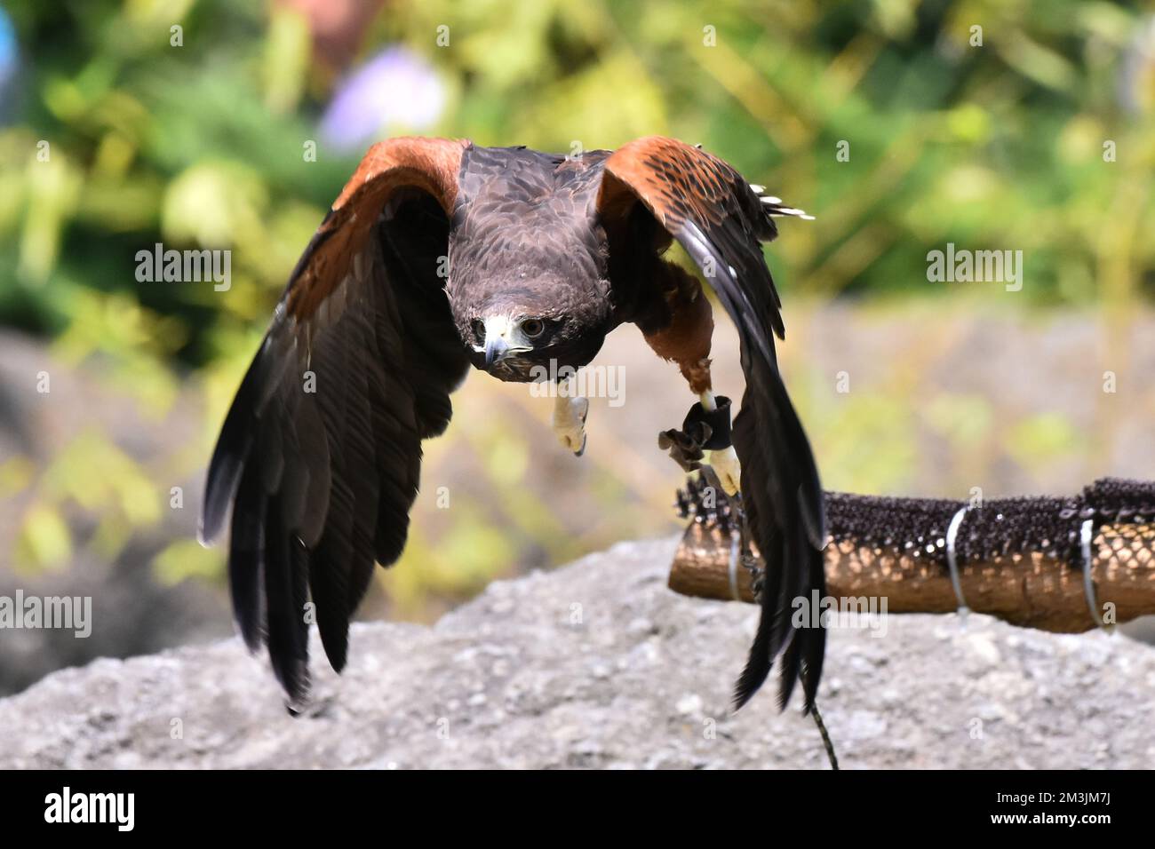 A Red Tail Hawk species seen in its habitat during a species ...