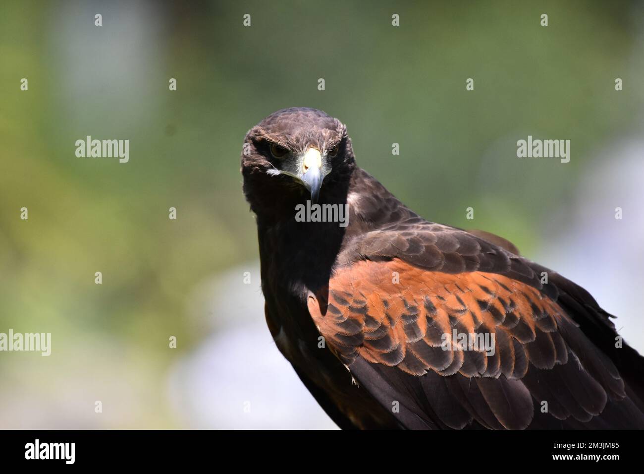 A Red Tail Hawk species seen in its habitat during a species ...