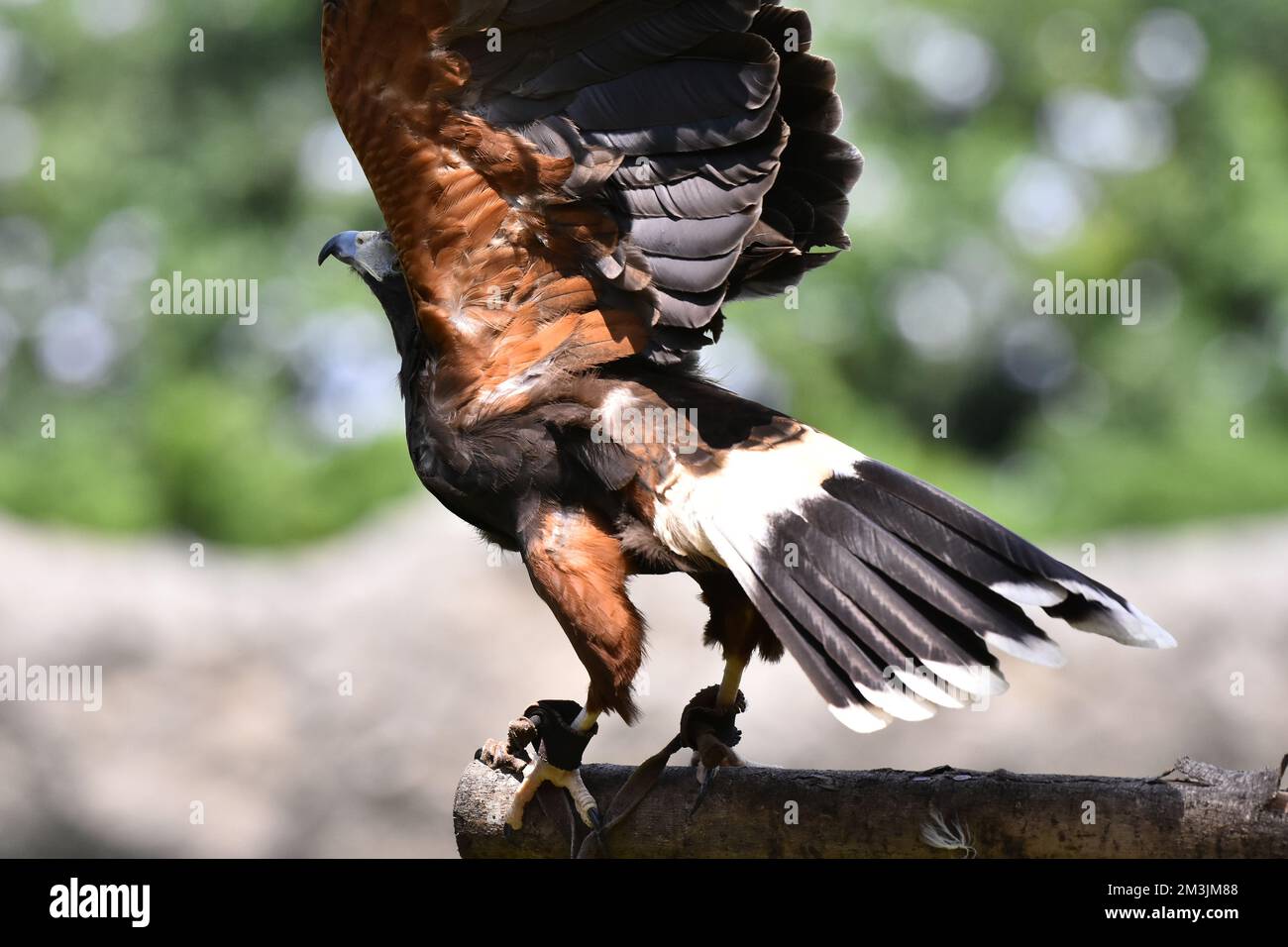 A Red Tail Hawk species seen in its habitat during a species ...